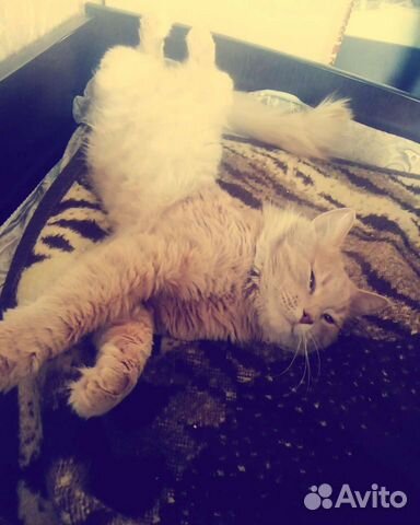 Кот 2,5 года