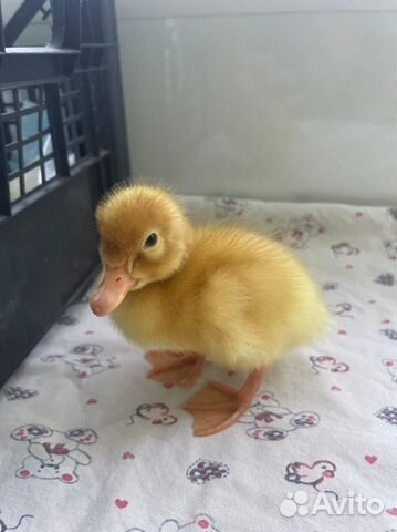 Утята пекинские