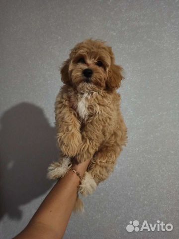 Мальтипу Ф1 невероятный красавчик Меллер