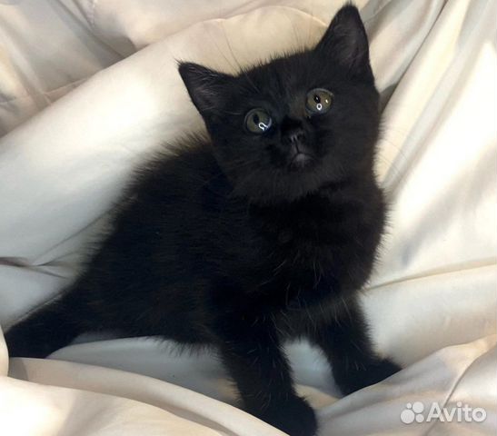 Шотландская вислоухая кошка