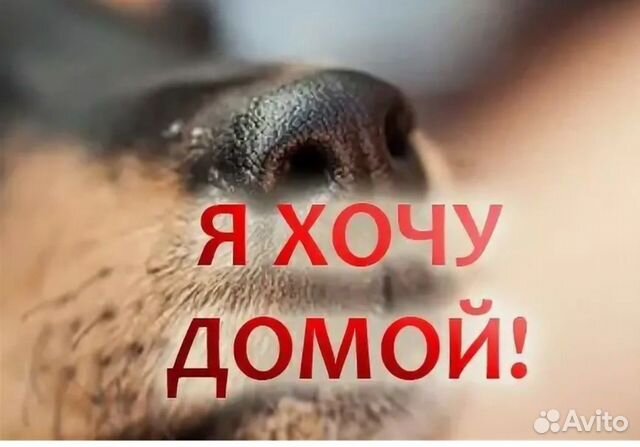 Щенок хочет найти дом