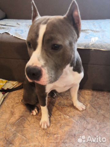 Стаффордширский терьер голубого окраса