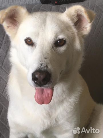 Собака в добрые руки