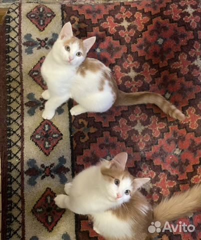 Котята подростки 9 мес стерилизованые девочки