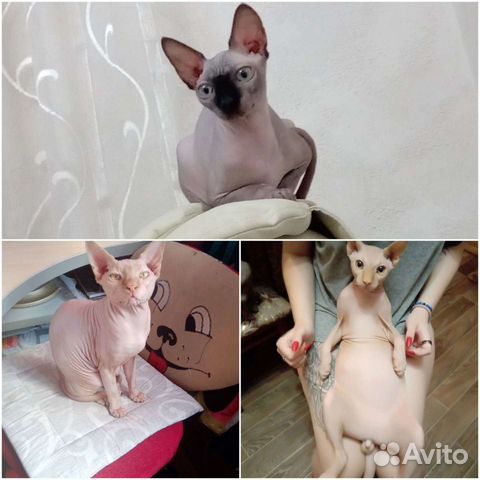 Канадские сфинксы бесплатно