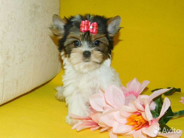 Бивер Йорк, девочка, стандарт