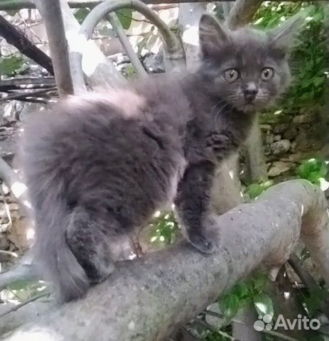 Котенок мальчик бесплатно