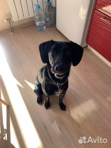 Отдам собаку в добрые руки