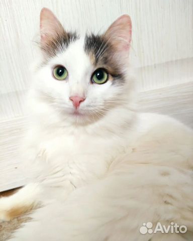 Ищет дом нежный кот Мелисс