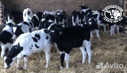 Телята бычки