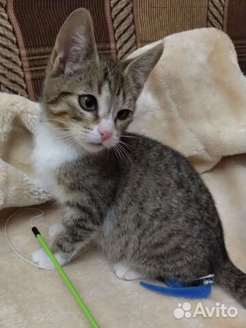 Мальчишка ищет дом