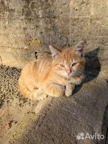 Рыжий котенок мальчик