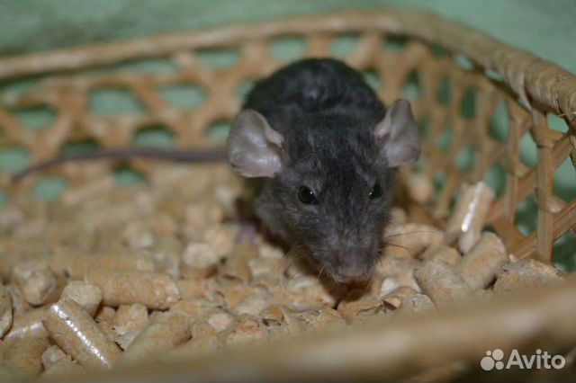 Крысы Дамбо-ушастики