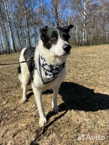 Погибает в приюте