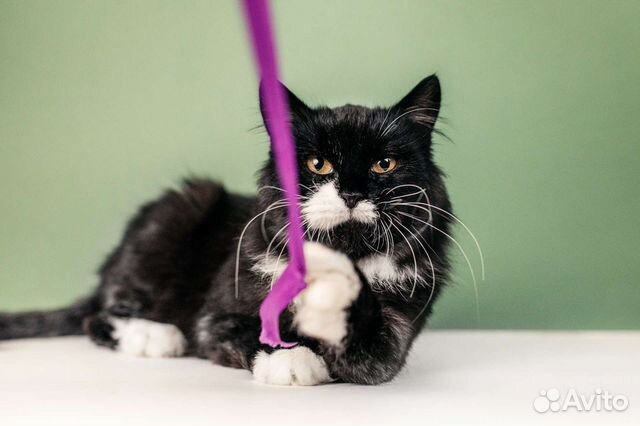 Кошка в дар