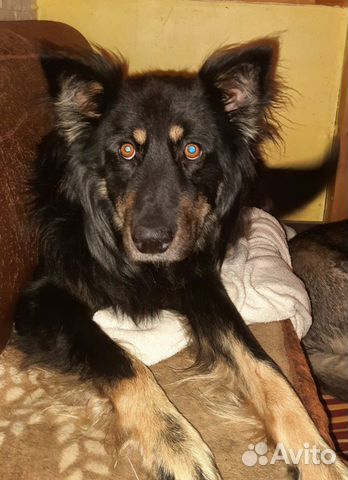 Джонни-идеальная собака