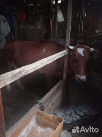 Корова дойная
