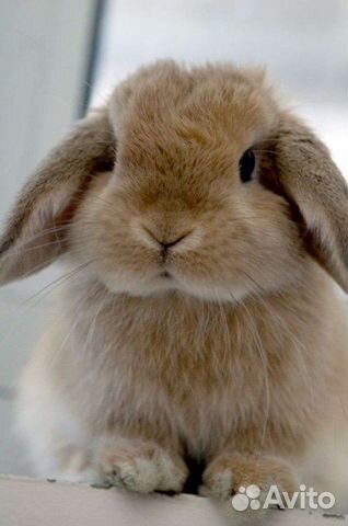 Декоративные кролики. Мини. Клетки. Доставка