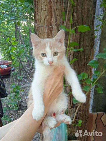 Кошки в добрые руки