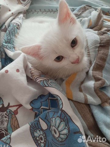 Котята в добрые руки приучены к лотку