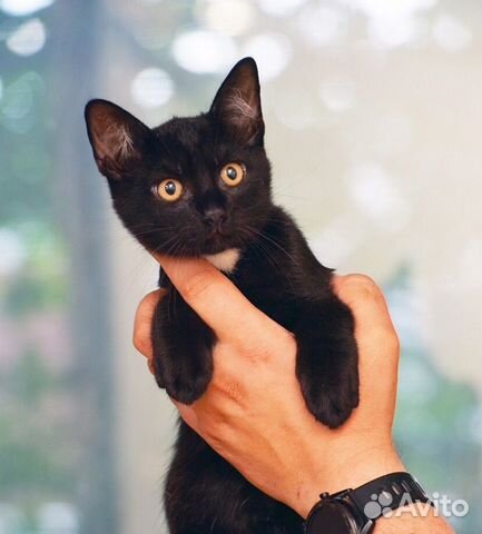 Круглоглазый красавчик ищет дом