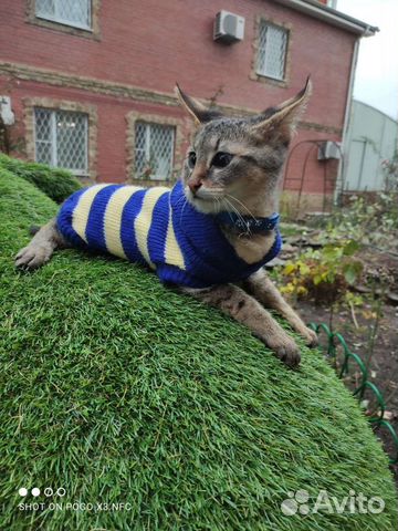 Котенок чаузи ф1