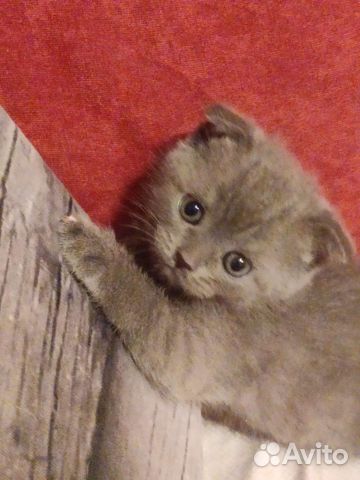 Британские котята