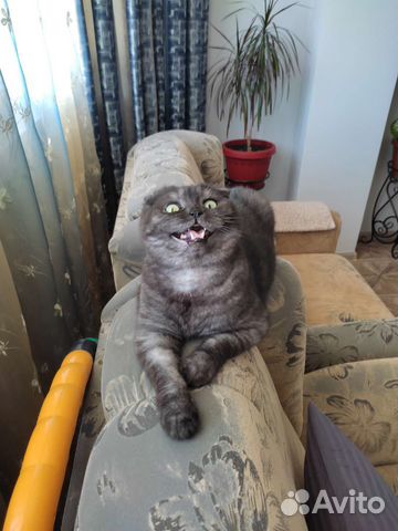 Отдам кота в добрые руки
