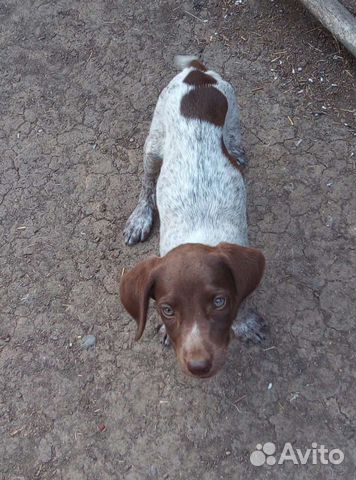 Щенки курцхаара