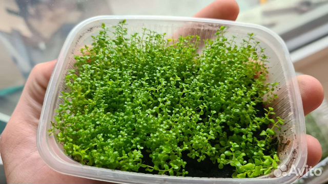 Хемиантус куба