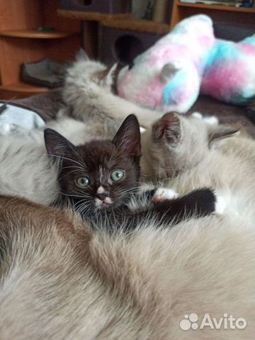 Котята в добрые руки