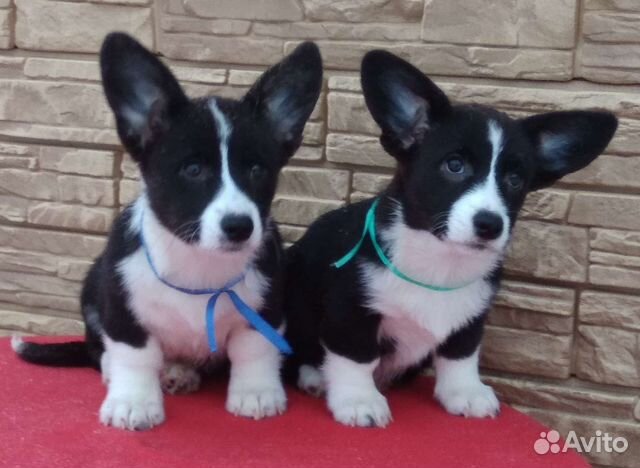 Двое из ларца