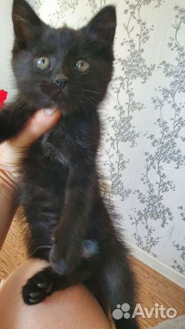 Котёнок чёрный