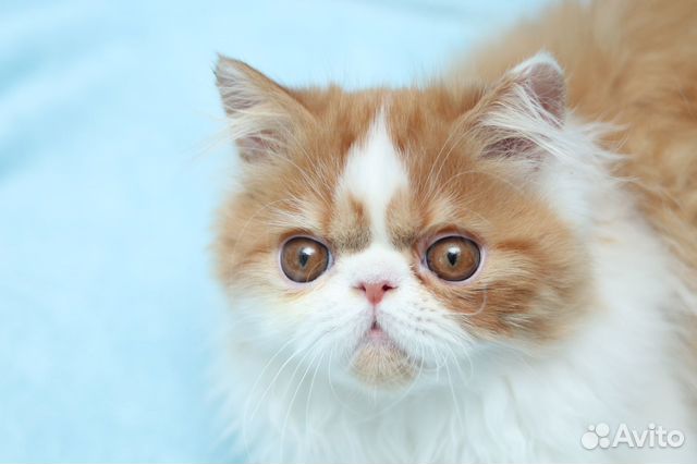 Персидский котенок