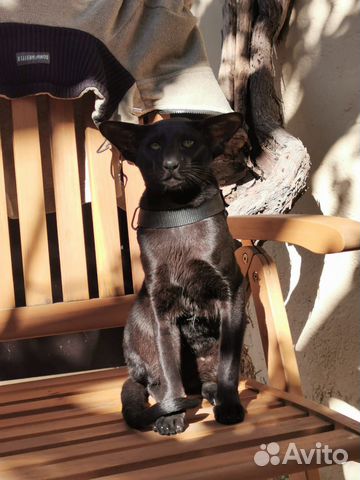 Продам кота ориентала