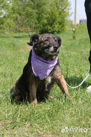 Собака из приюта. Сколько ей осталось