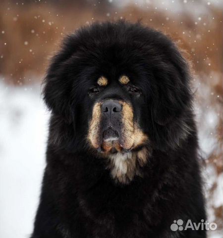 Тибетский мастиф (вязка)