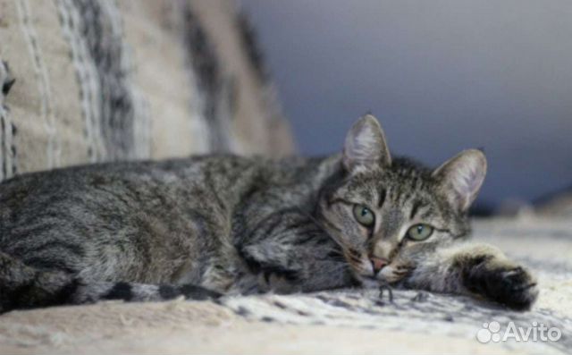Кошка в дар