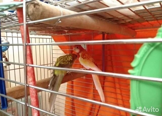 Попугай розелла