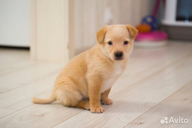 Буля - мальчик, 1,5 месяца, в добрые руки