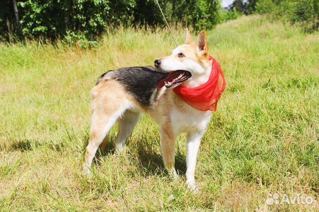 Собака в добрые руки