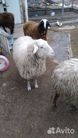 Овцы бараны