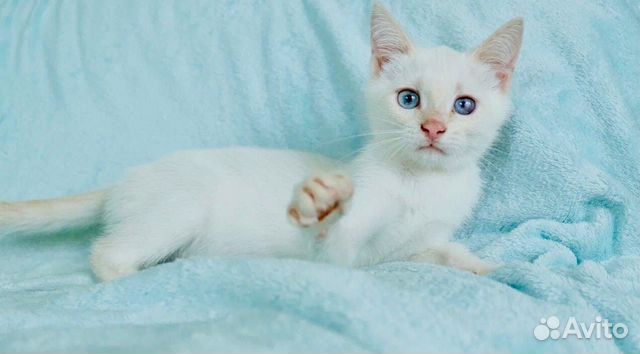 Кокос – очень милый мальчуган, в добрые руки