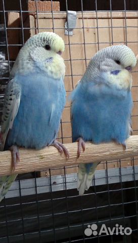 Птенчики из одного гнезда