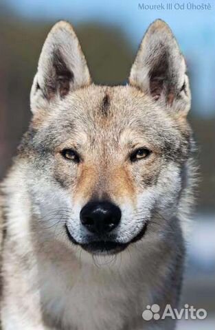 Чехословацкая волчья собака