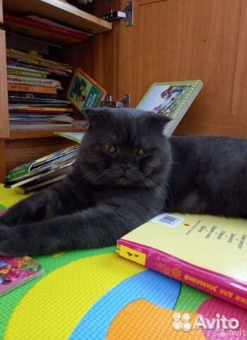 Вязка шотландский котик