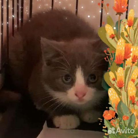 Котенок метиска шотландской в дар 2 мес