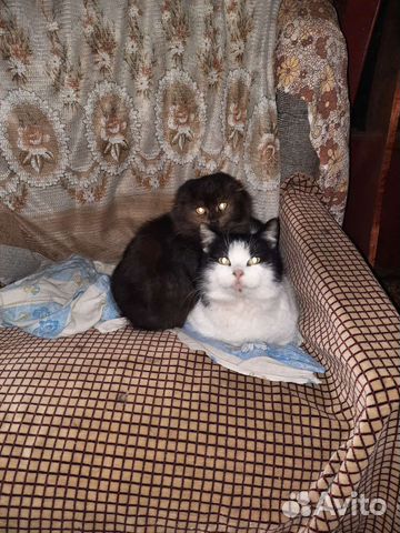 Котик пушистик