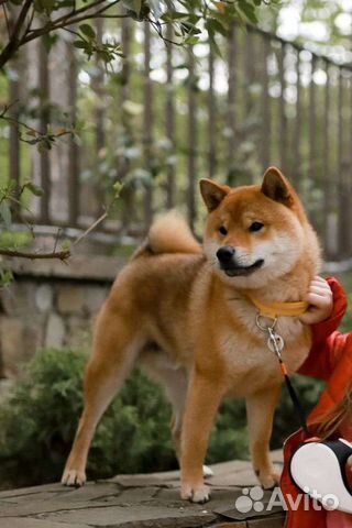 Сиба ину кобель вязка