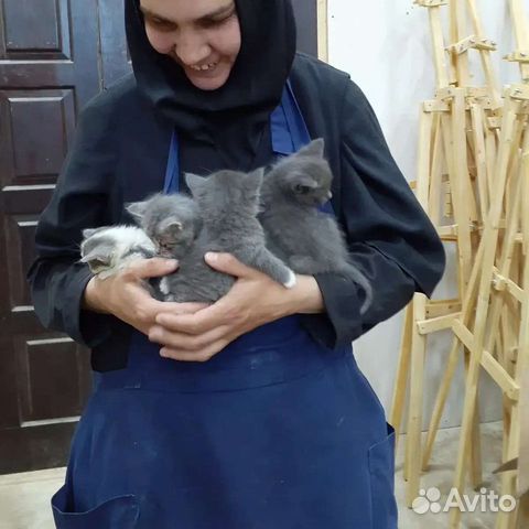 Котята из монастыря. Добрые души, отзовитесь